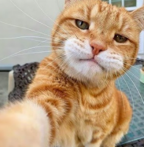 How to Use Flux Lora on Forge - ai image generator